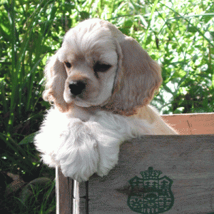 Walker - Calowa Kennels
